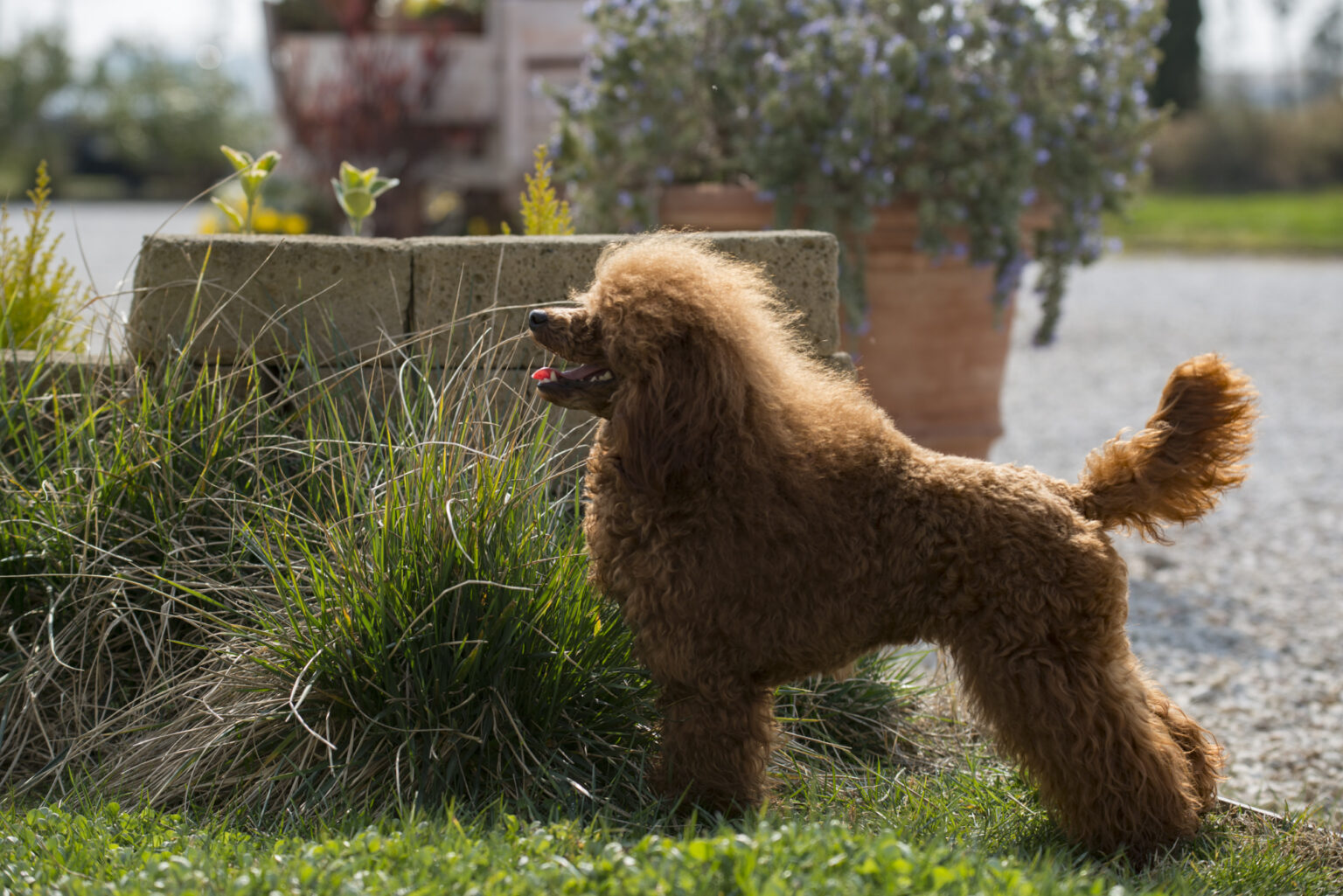 THE HISTORY OF THE POODLE BREED - Allevamento Barboncino Toy ...